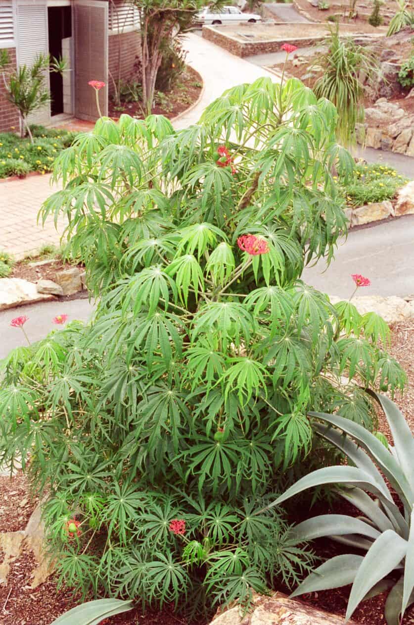 A Comprehensive Guide On How To Grow Coral Plants | Easy Way To Garden