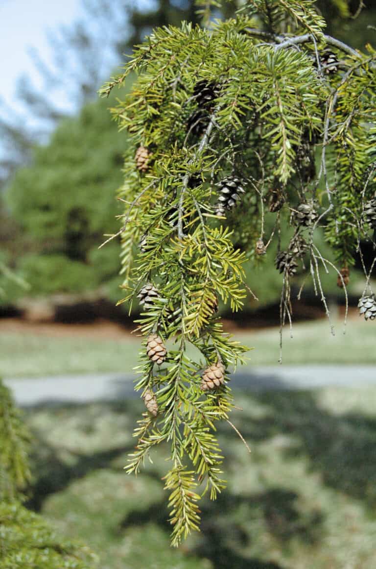 How To Grow and Care for Canadian Hemlock? | Easy Way To Garden