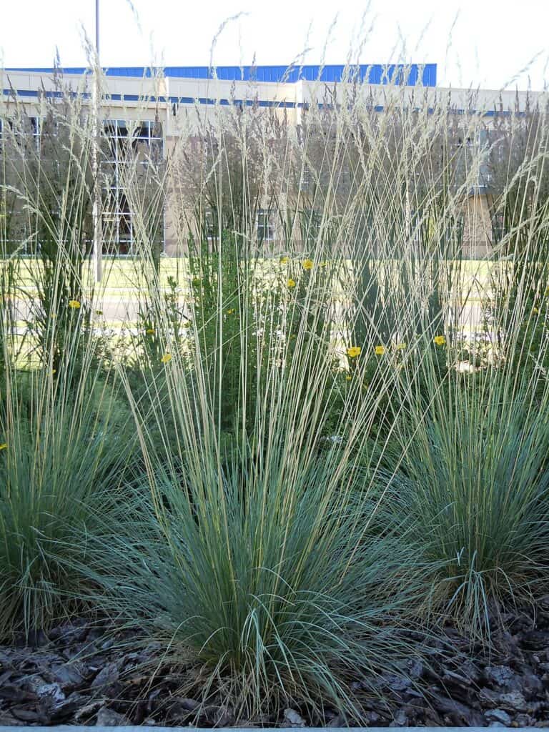 How To Grow Blue Oat Grass? | Easy Way To Garden