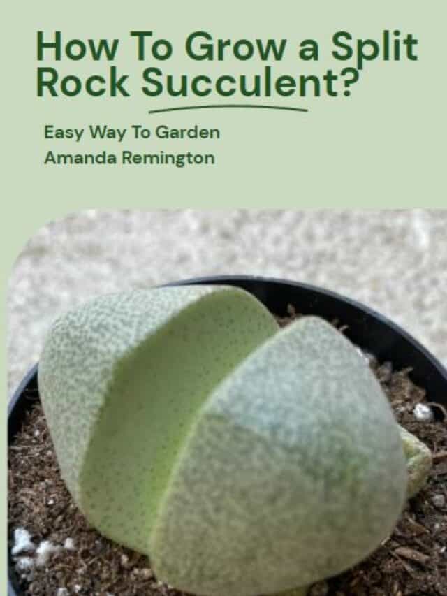 How To Grow a Split Rock Succulent? | Easy Way To Garden