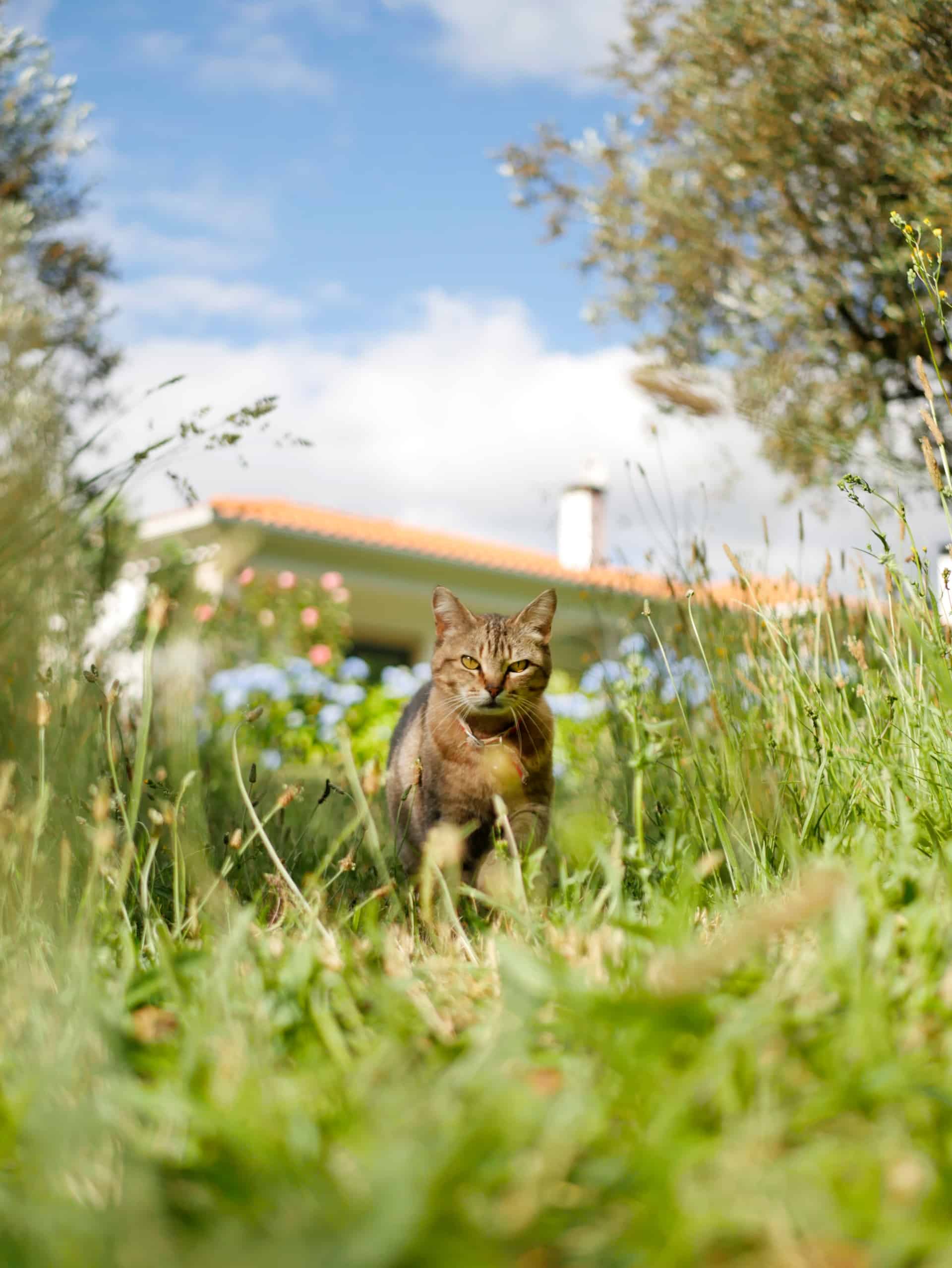 How To Grow and Care for Cat Grass? | Easy Way To Garden